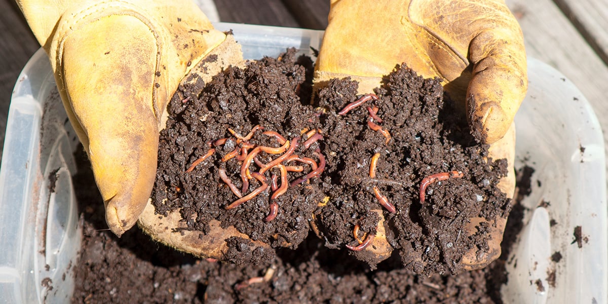 The Vital Role of Decomposers in Ecosystems The Vital Role of Decomposers in Ecosystems